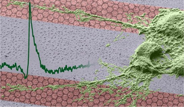 Brasileiros desenvolvem melanina para bioeletrônica | TM - Tecnologia ...
